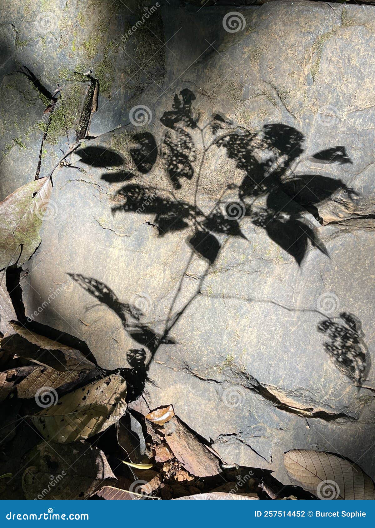 Shadow Puppets in the Forest Stock Photo - Image of shadow, drawing ...