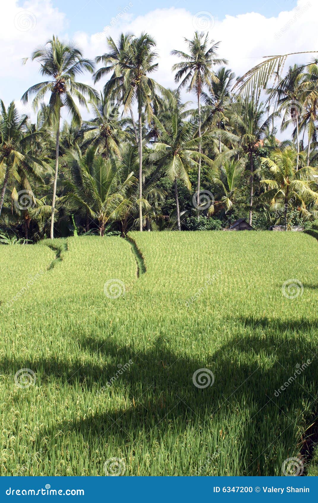Shadow and rice stock photo. Image of tree, landscape - 6347200