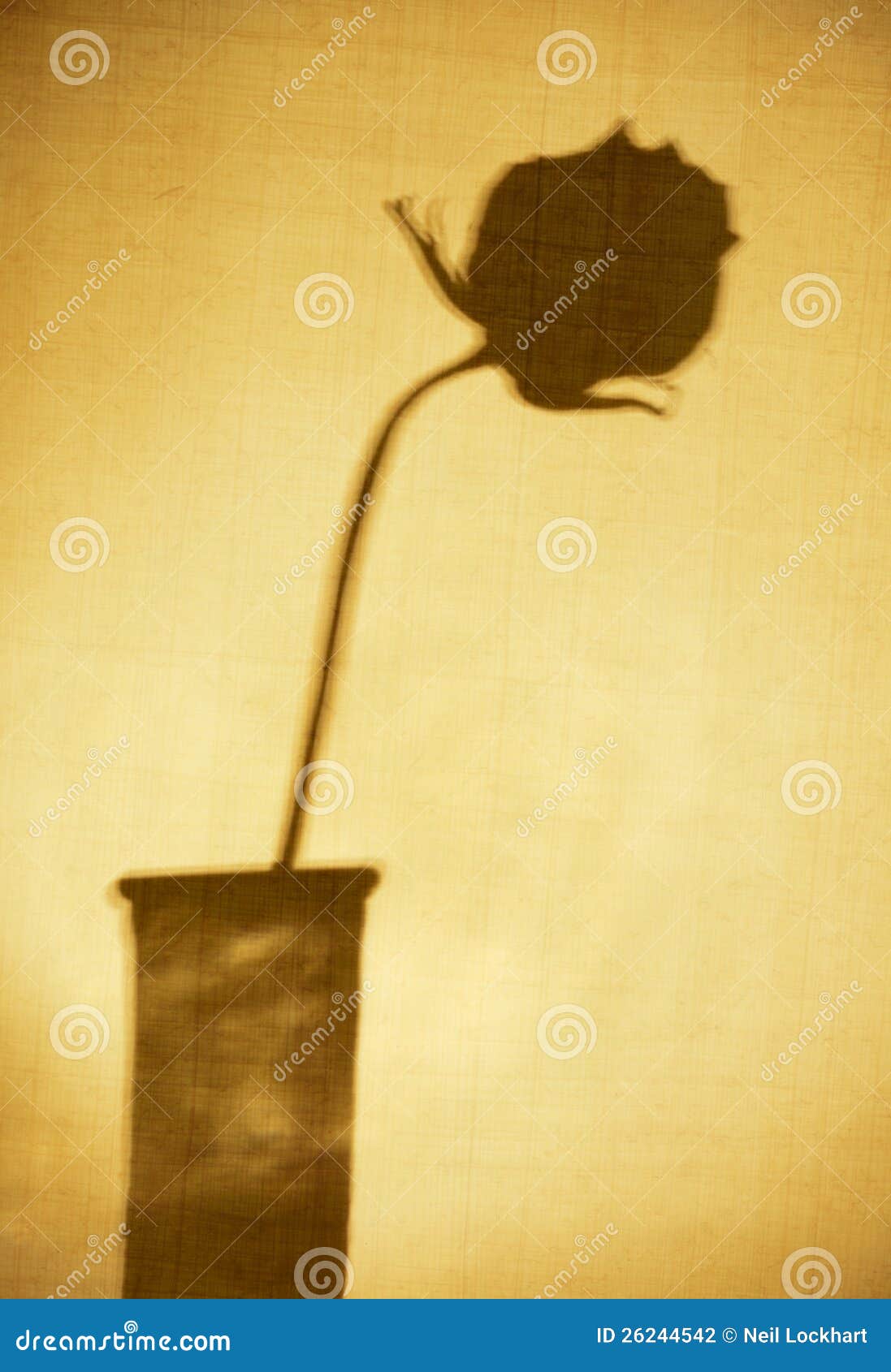 Shadow of a Rose stock photo. Image of shadow, love, abstract - 26244542