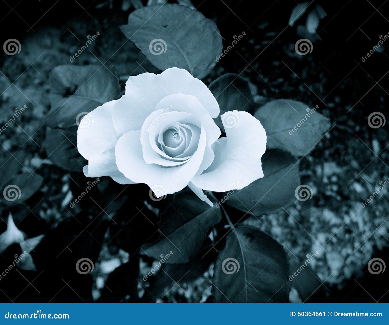 Shadow Rose stock image. Image of unsaturated, shadow - 50364661