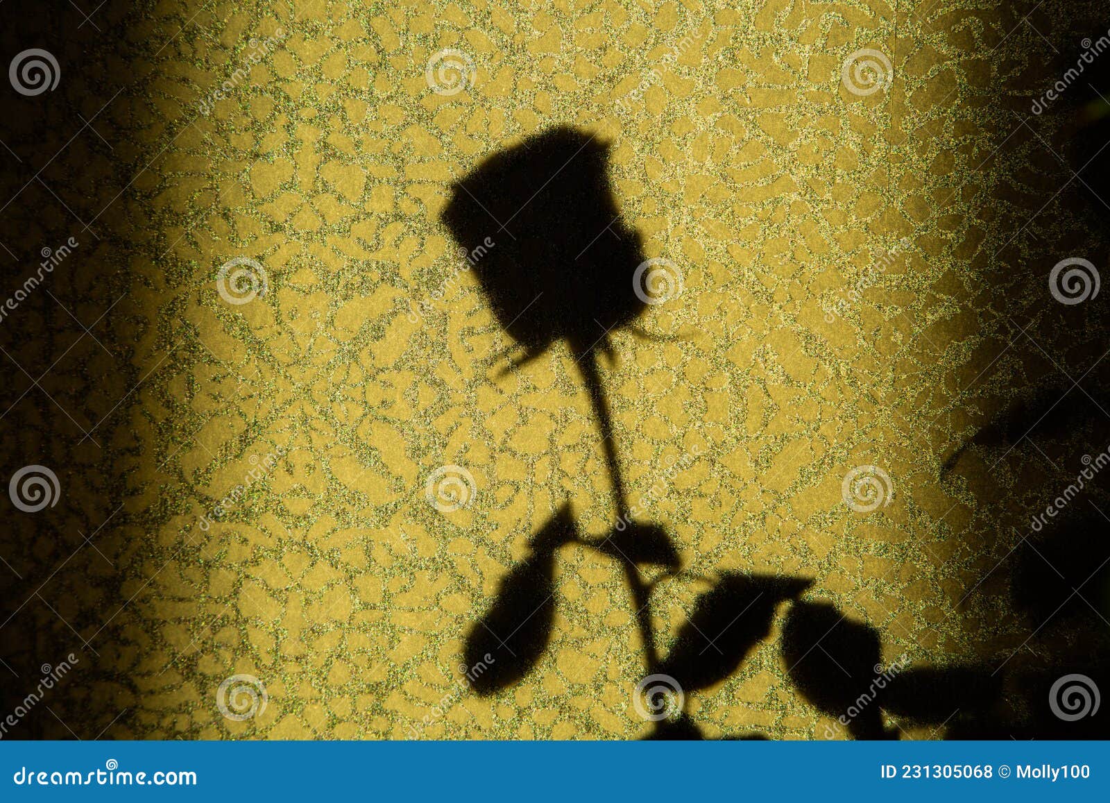 Shadow of a Rose on the Wall Stock Photo - Image of color, element ...