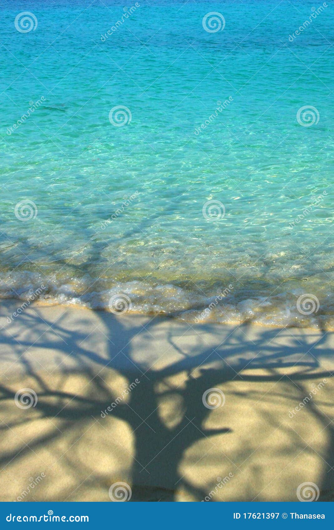 Shadows tree at sea stock image. Image of beach, ocean - 17621397