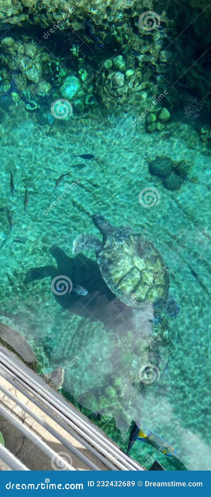 Shadow sea turtle stock image. Image of shadow, coral - 232432689