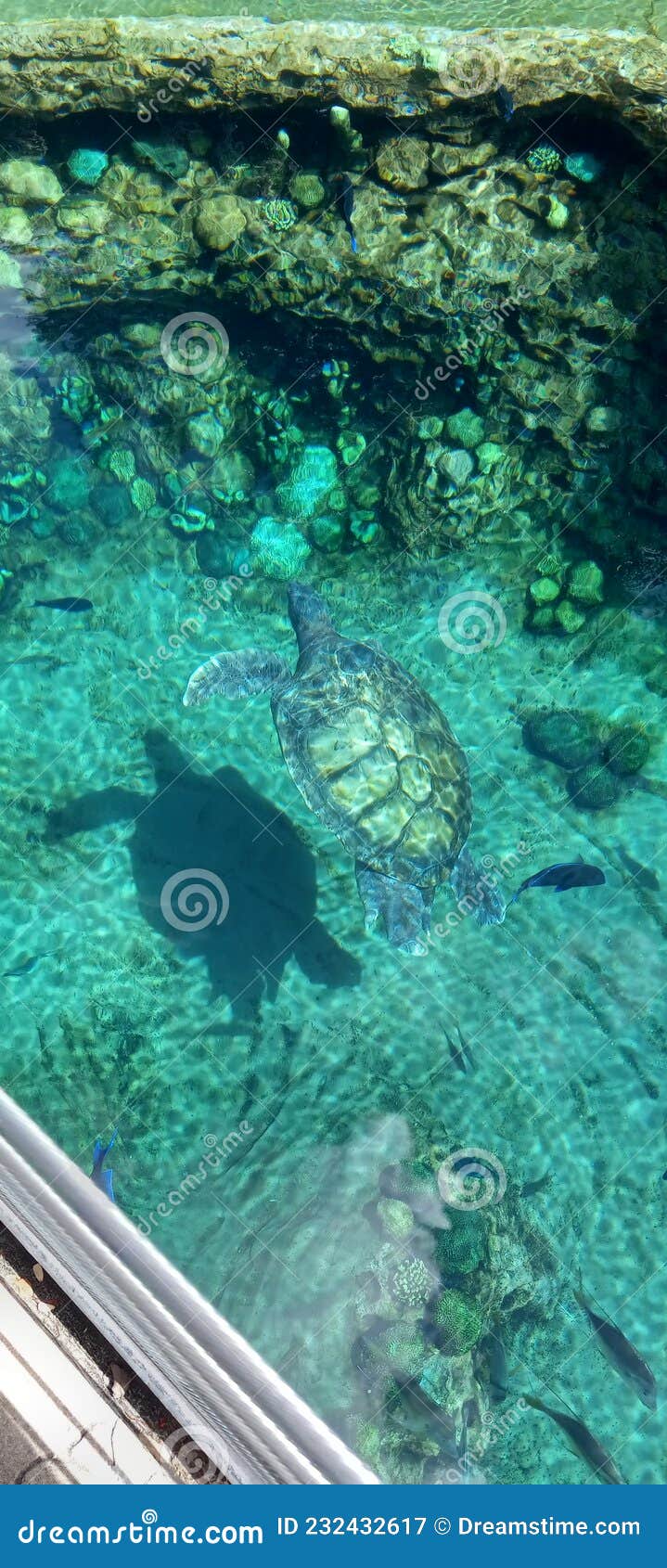 Shadow sea turtle stock image. Image of turtle, shadow - 232432617