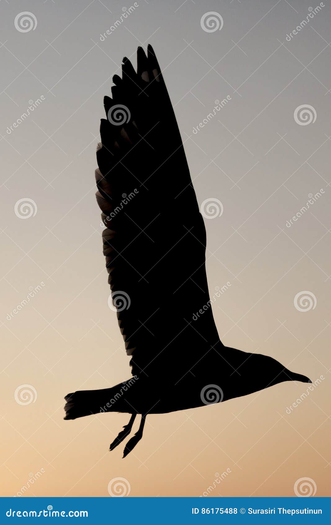 Shadow of Seagull Fly Silhouette Stock Photo - Image of silhouette ...