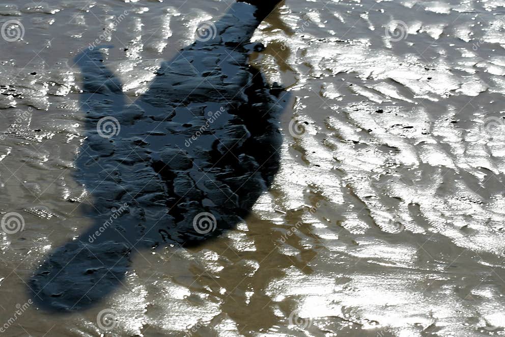 Shadow on the Seaside Sand: a Harmony of Light, Waves, and Natural ...