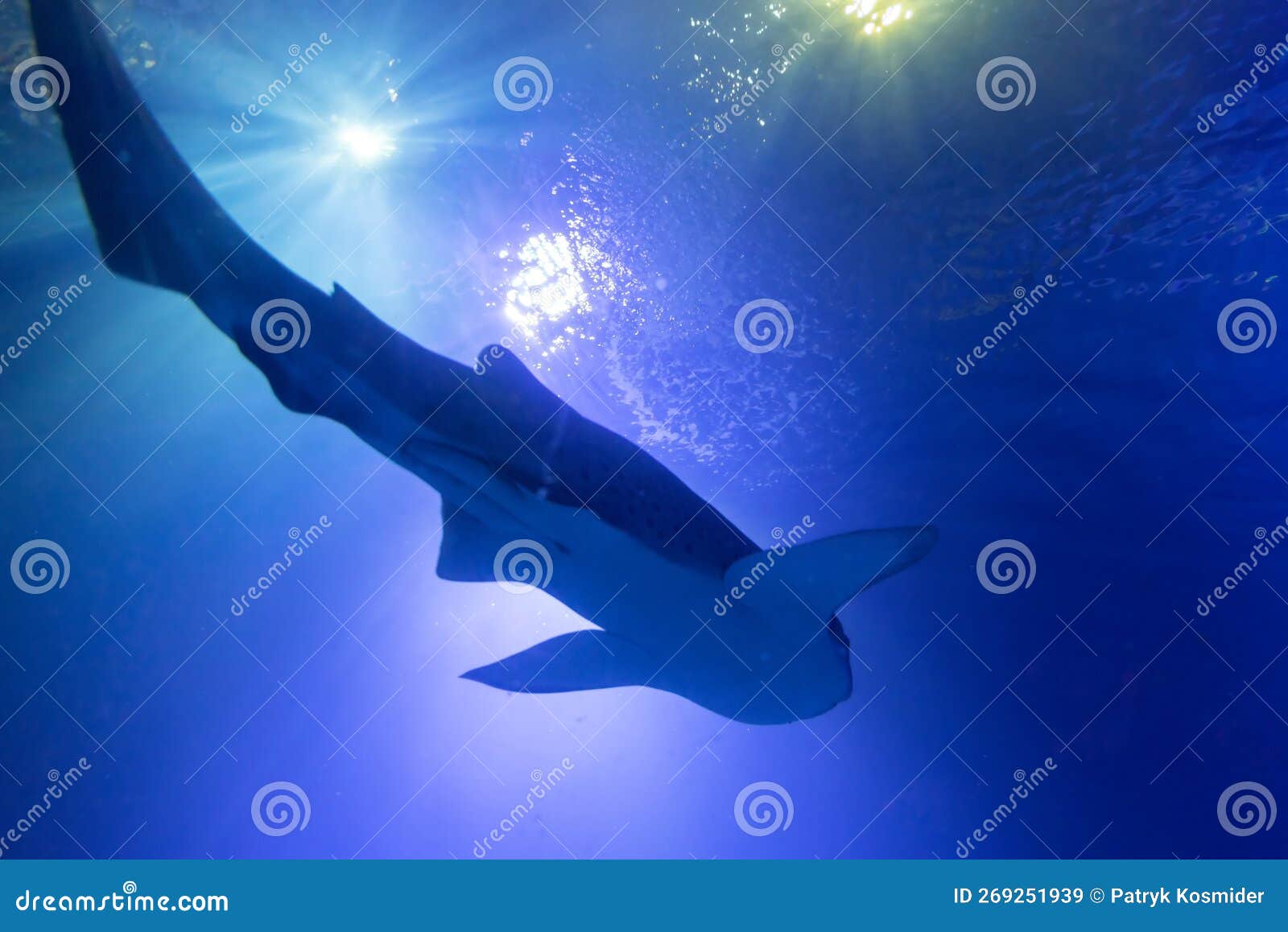Shadow of the Shark Underwater Stock Image - Image of enjoy, grey ...