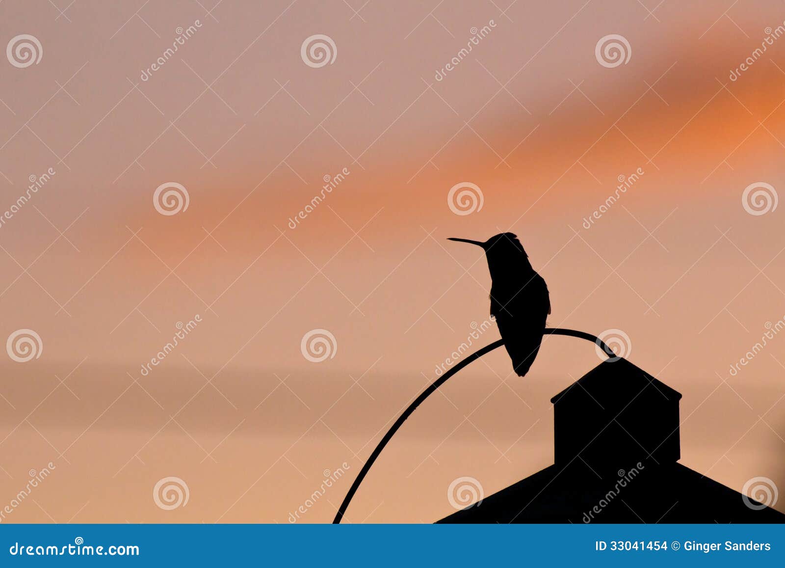 Shadow Silhouette of Hummingbird at Sunset Stock Photo - Image of ...
