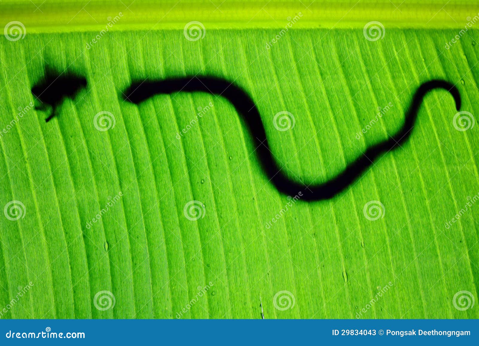 Shadow of snake stock image. Image of rain, leaf, coldblooded - 29834043
