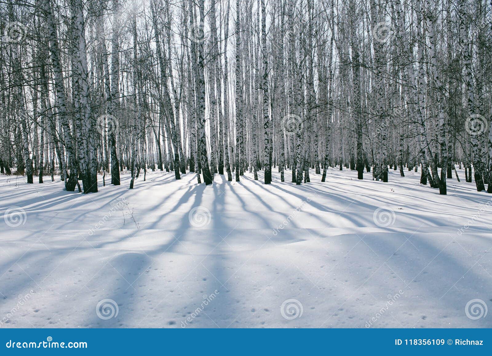 Birch forest in the snow stock image. Image of landscape - 118356109