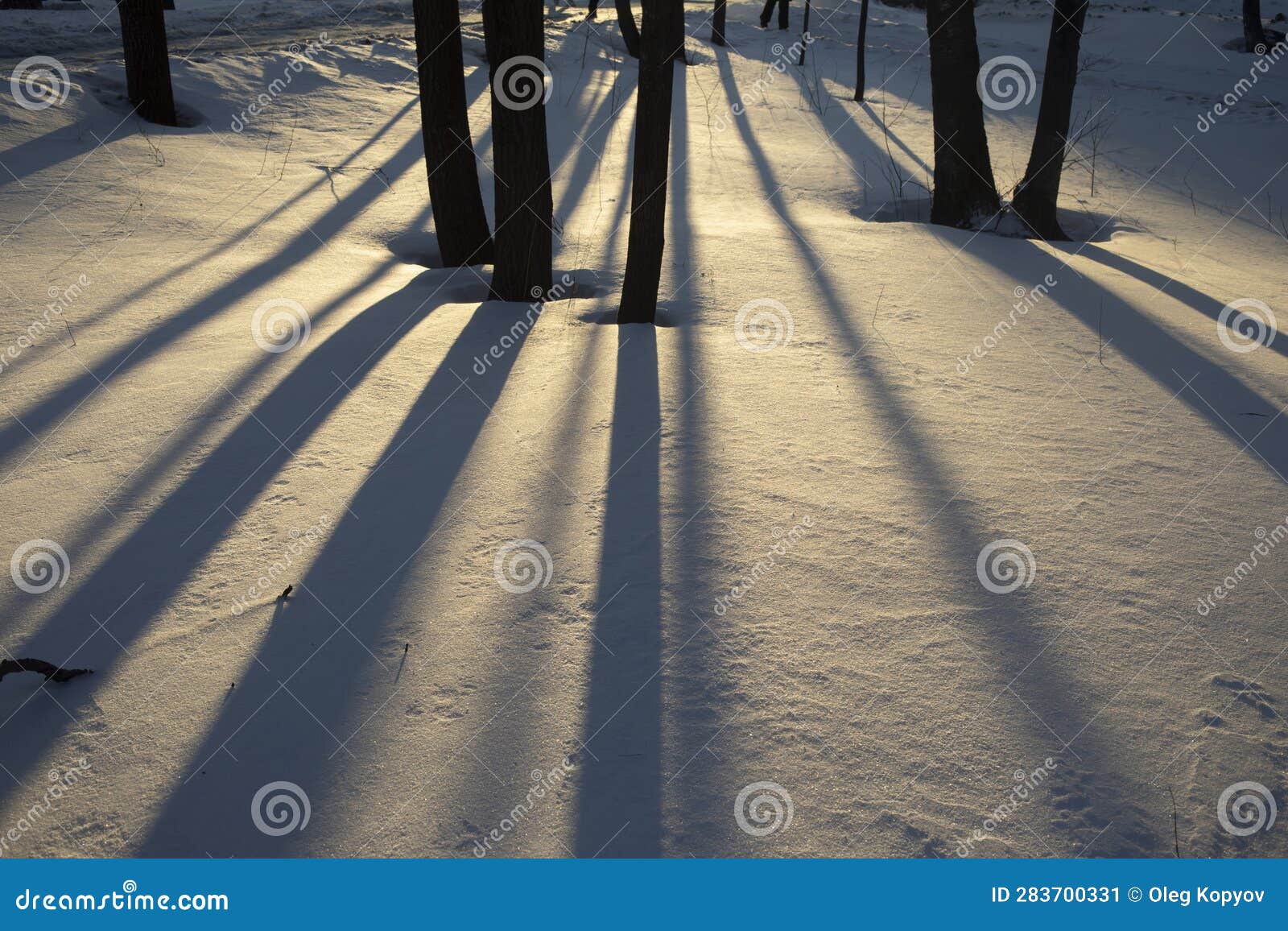 Shadow on Snow. Shadows from Trees in Snow Stock Image - Image of cool ...