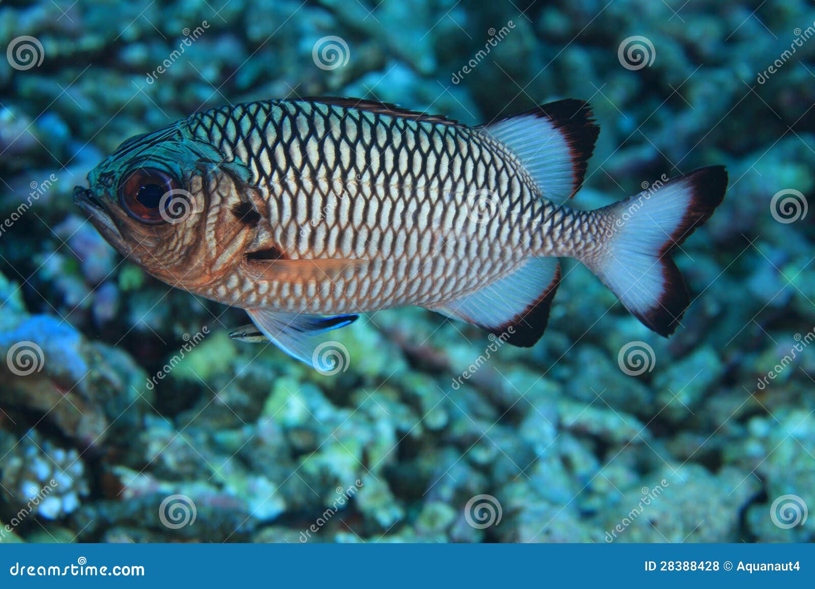 Shadow soldierfish stock photo. Image of coral, beautiful - 28388428