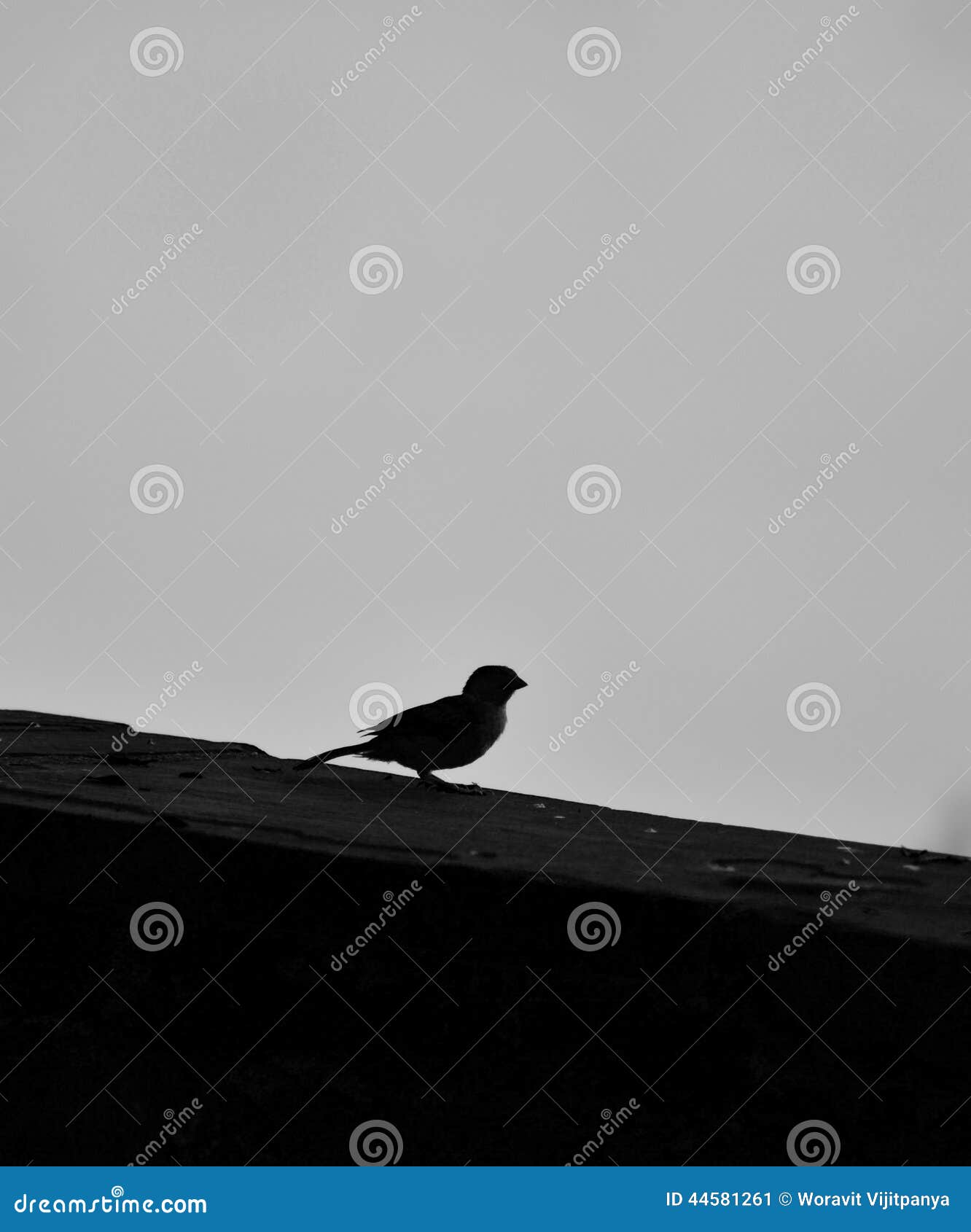 Shadow of the Sparrow stock image. Image of finch, cirl - 44581261