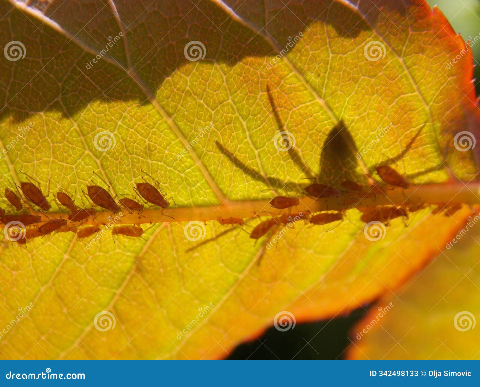 Shadow of a Spider and a Bugs on a Leaf Stock Image - Image of orange ...