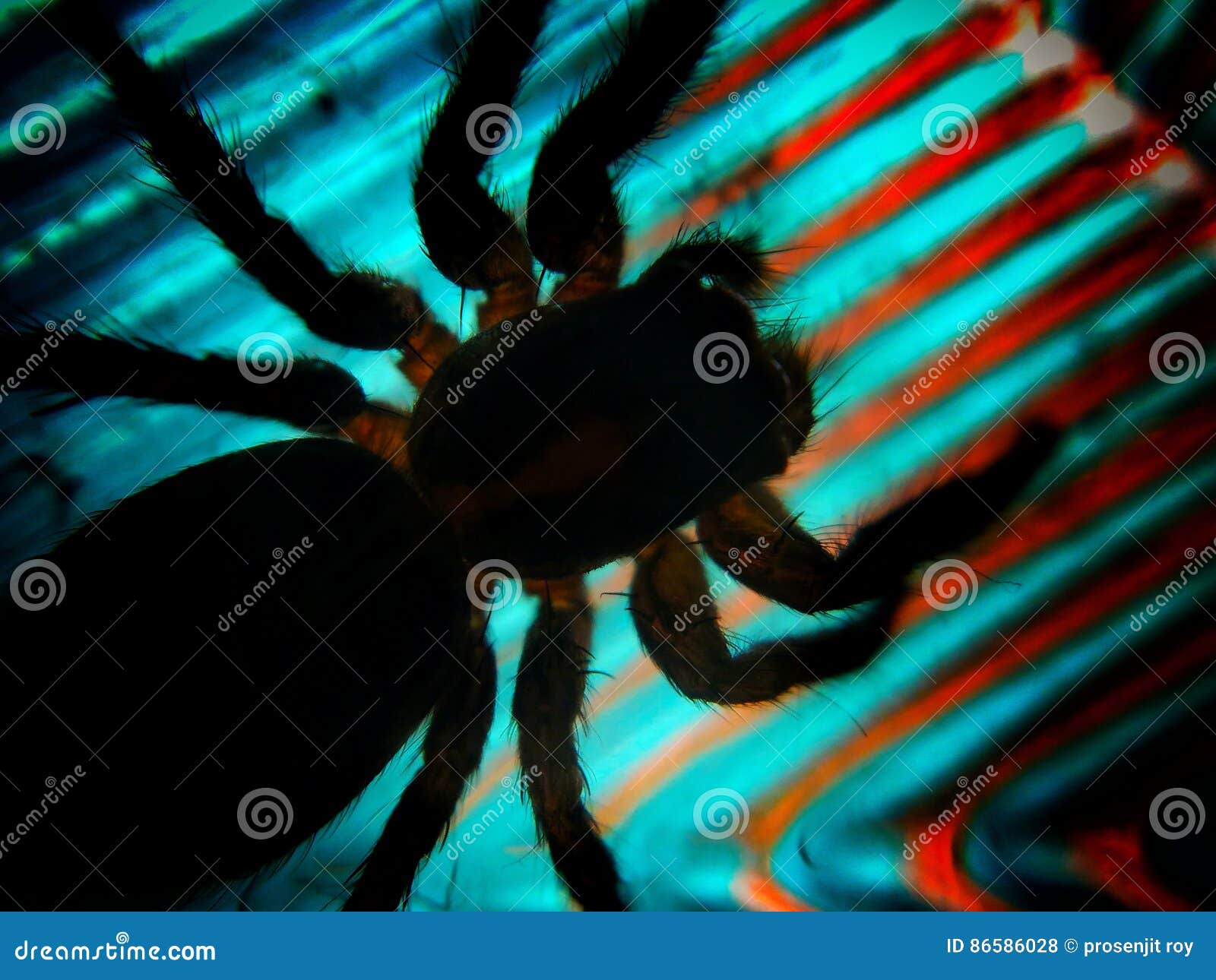 Shadow of a spider stock photo. Image of details, firm - 86586028