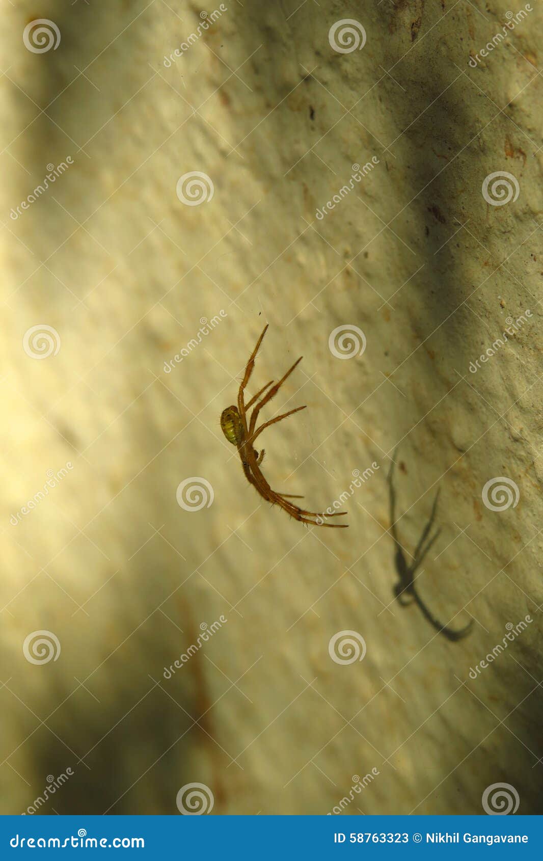 Shadow of the Spider stock image. Image of creatures - 58763323