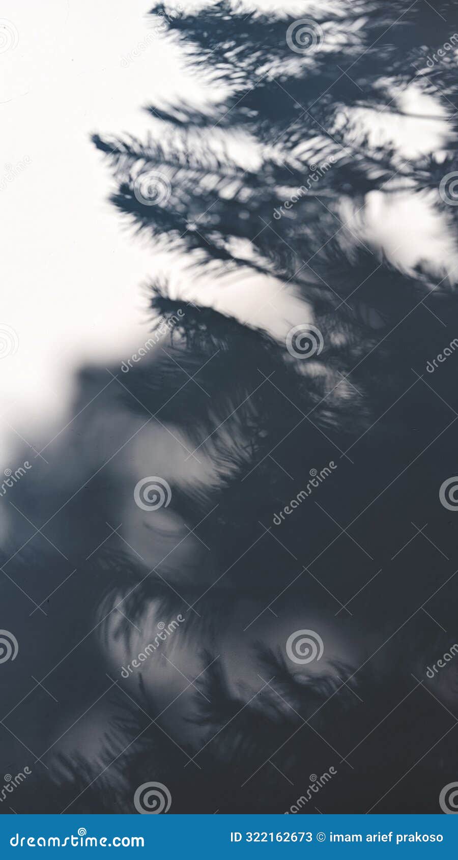 The Shadow of a Spruce Tree on the Wall. the Shadow Looks Clear and Has ...