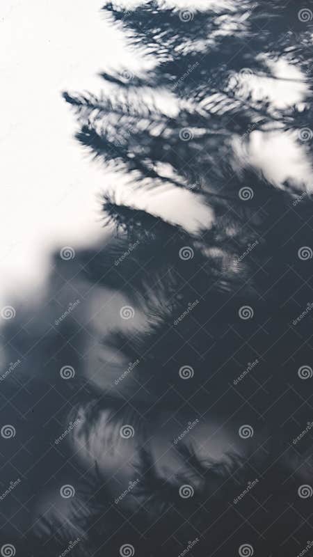 The Shadow of a Spruce Tree on the Wall. the Shadow Looks Clear and Has an Attractive Shape ...