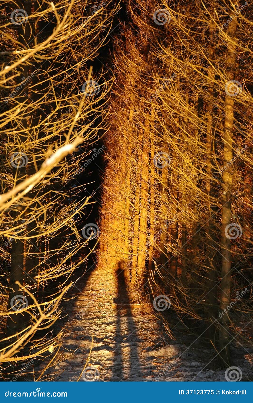 A shadow of standing human stock image. Image of foliage - 37123775