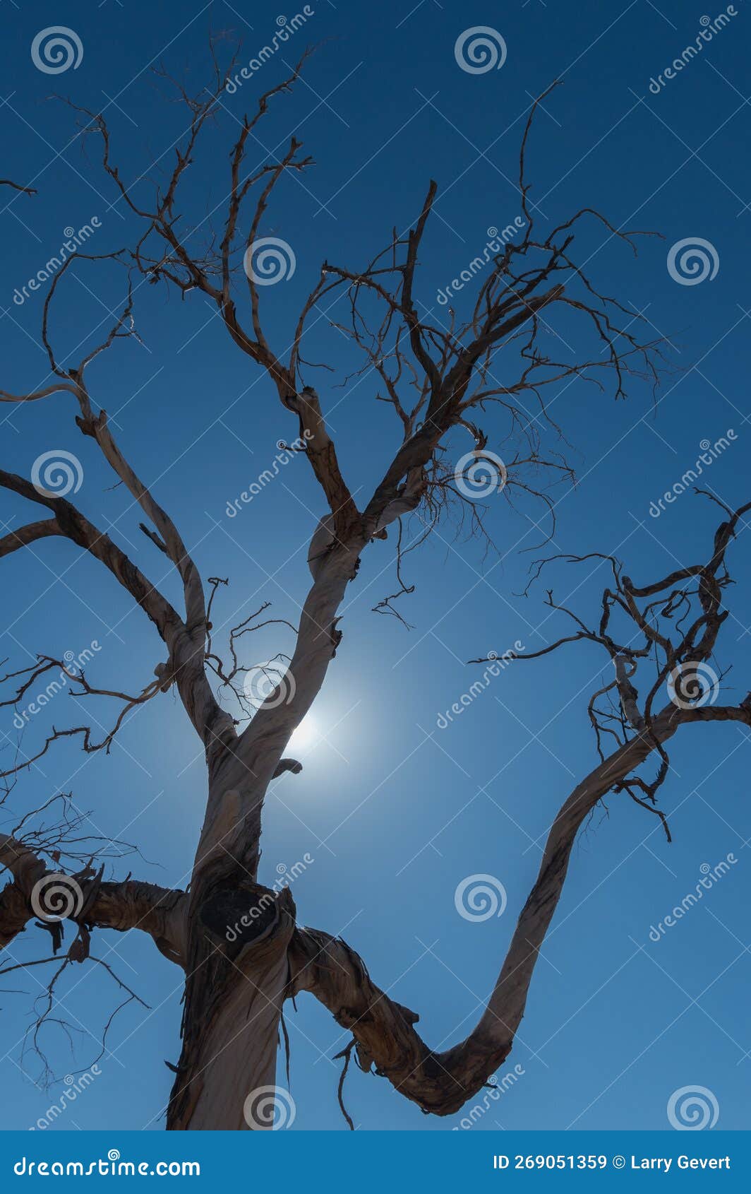 Old Dead Tree Backlit by the Sun Stock Image - Image of cloud ...