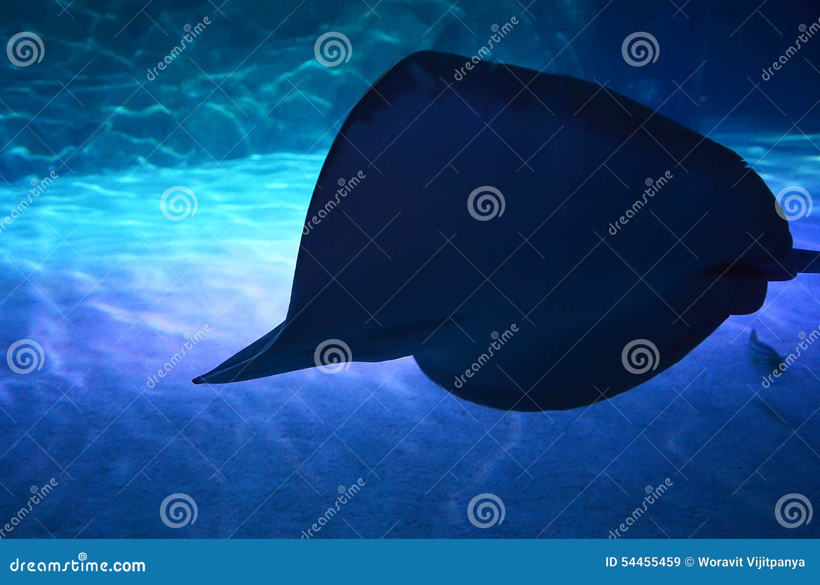 Shadow of a Stingray stock image. Image of animals, fish - 54455459