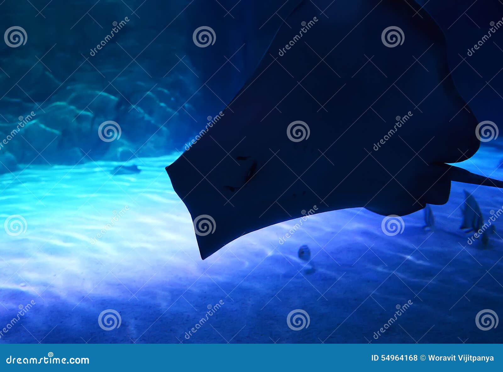 Shadow of a Stingray stock photo. Image of ocean, blue - 54964168