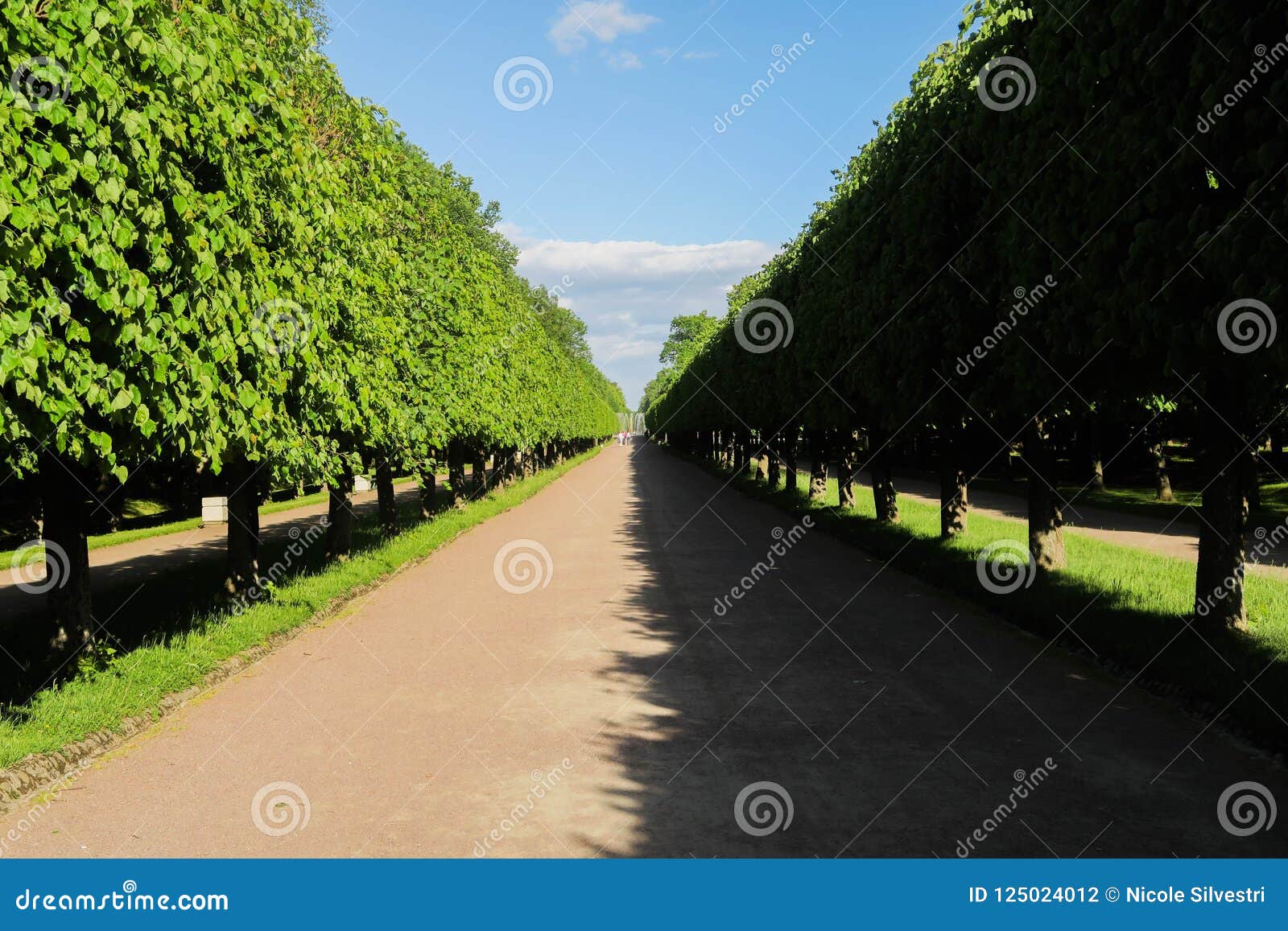 Shadow and Sun. Polarity and Completion Stock Photo - Image of garden ...