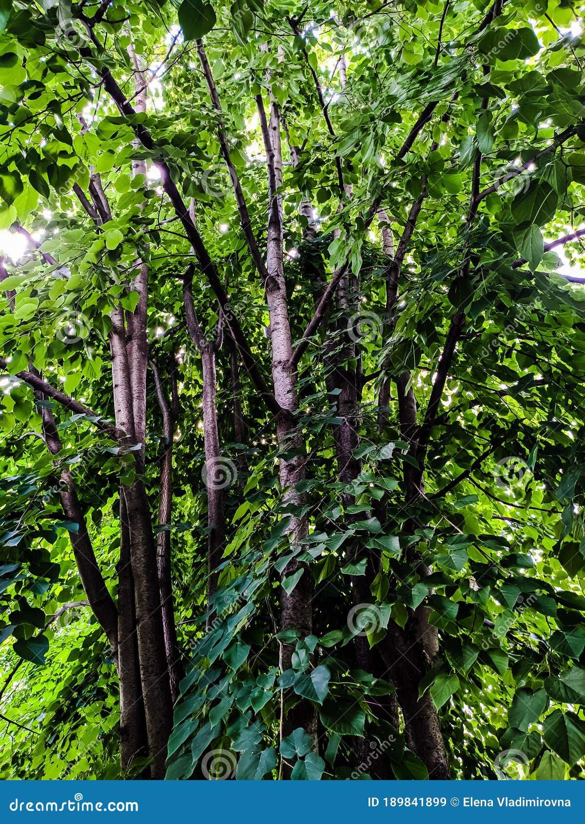 Under the Canopy of a Spreading Tree Stock Image - Image of woodland ...