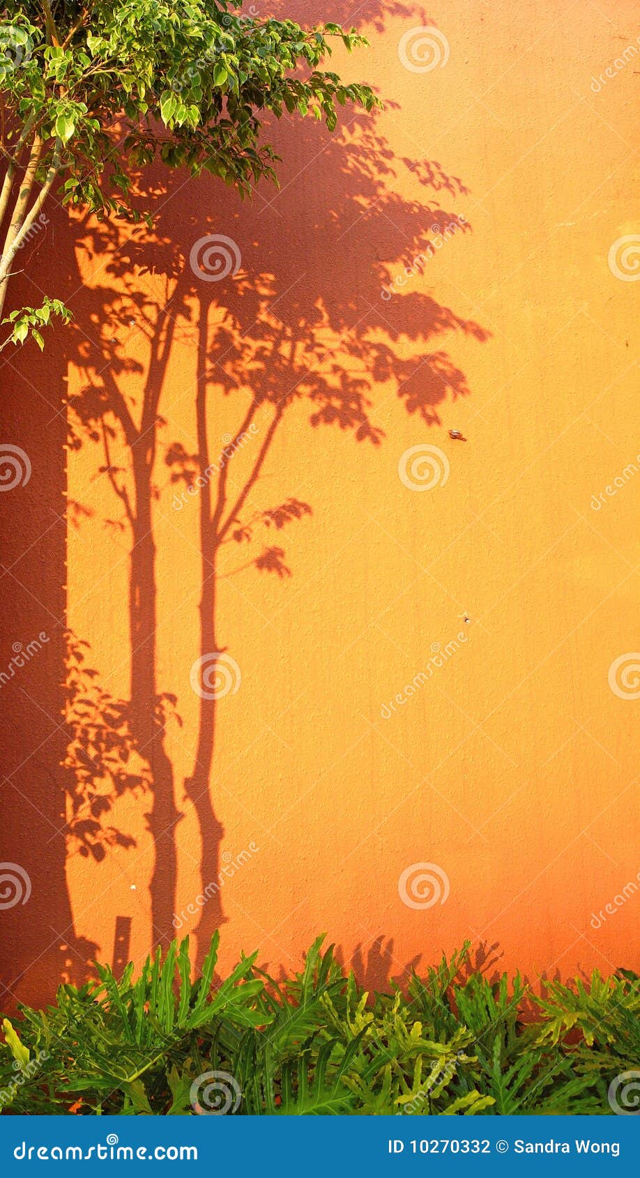 Shadow of tree stock photo. Image of plant, leaves, life - 10270332