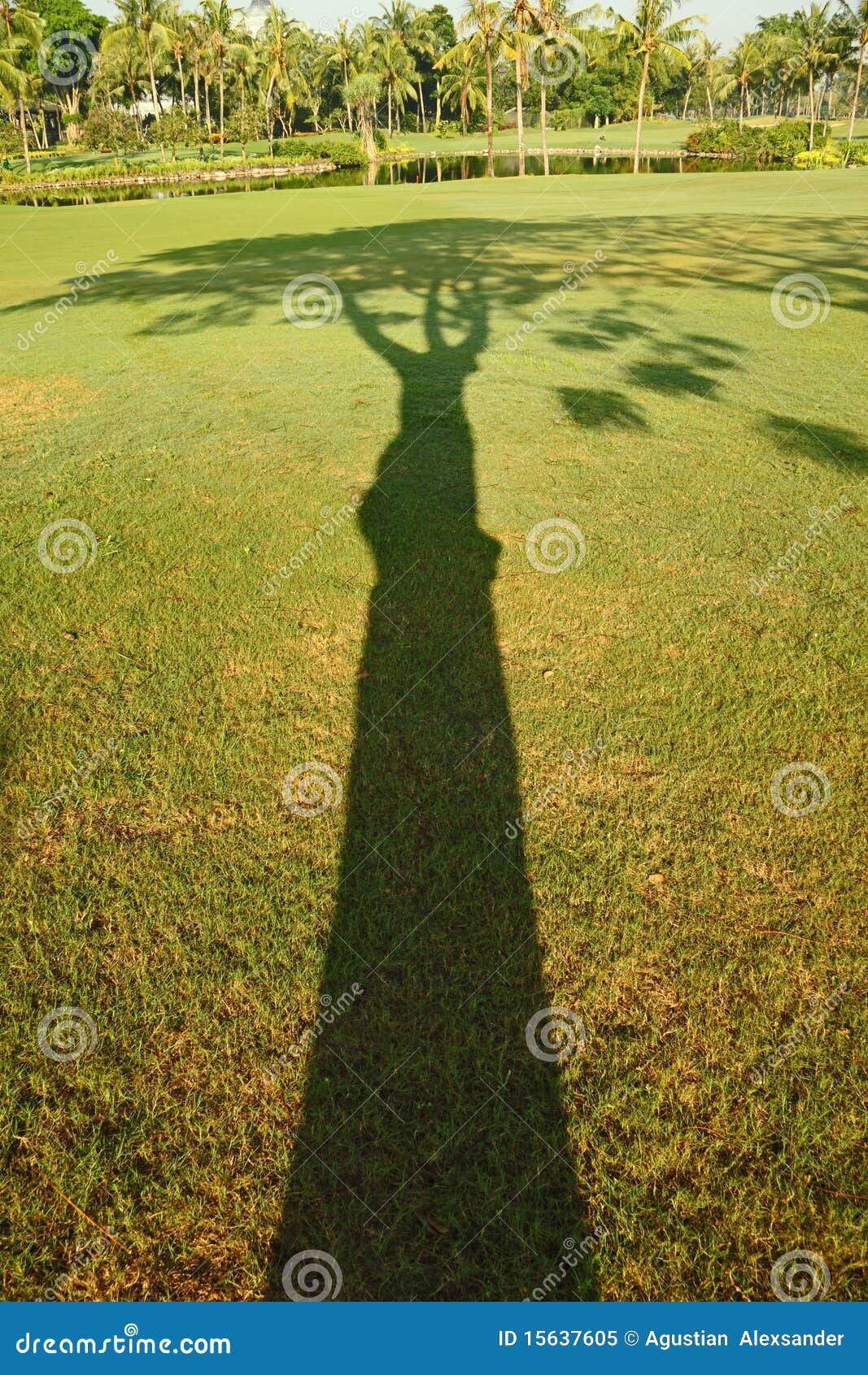 Shadow of Tree stock image. Image of texture, lakes, yellow - 15637605