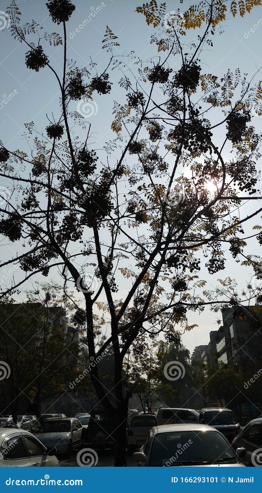 Shadow of a tree stock image. Image of shadow, bright - 166293101