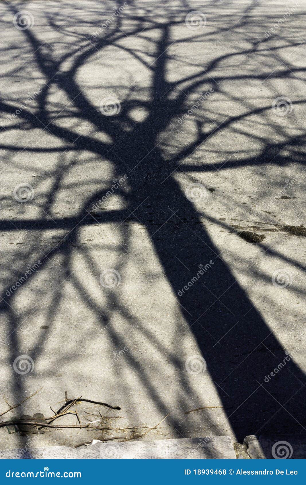 Shadow of a Tree stock photo. Image of plant, shadow - 18939468