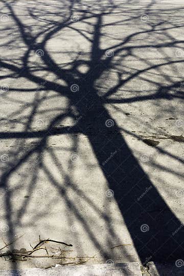 Shadow of a Tree stock photo. Image of plant, shadow - 18939468
