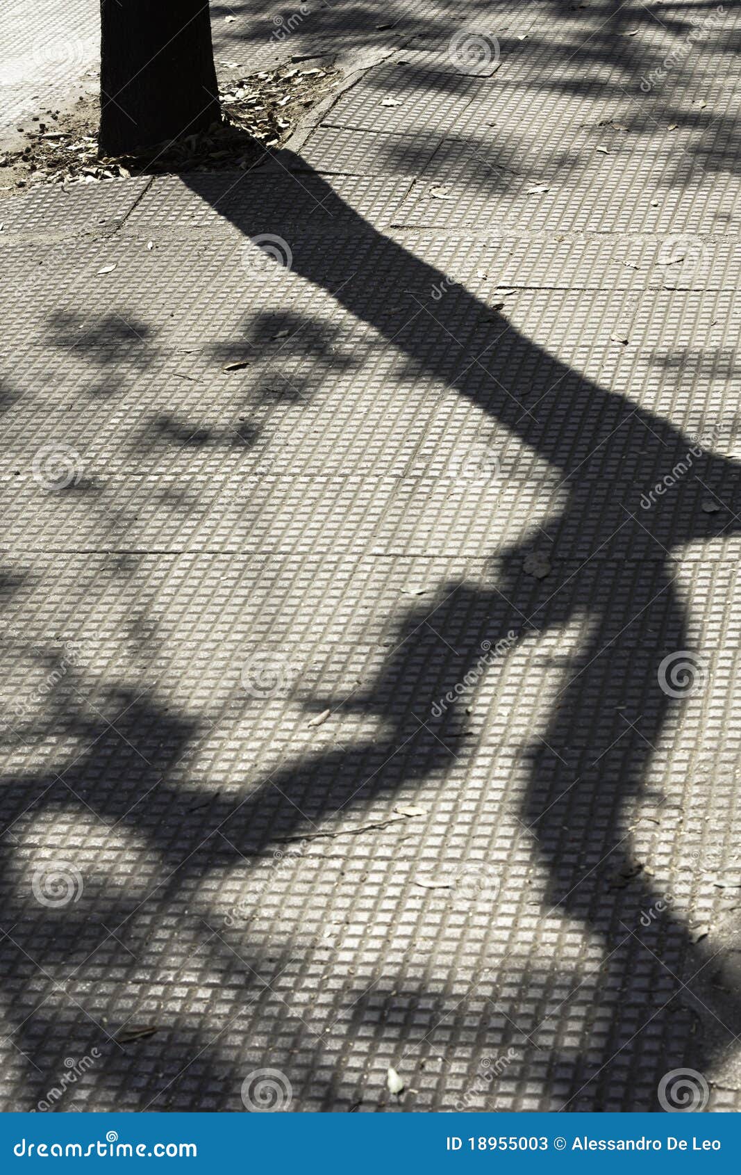 Shadow of a Tree stock image. Image of plant, shade, urban - 18955003
