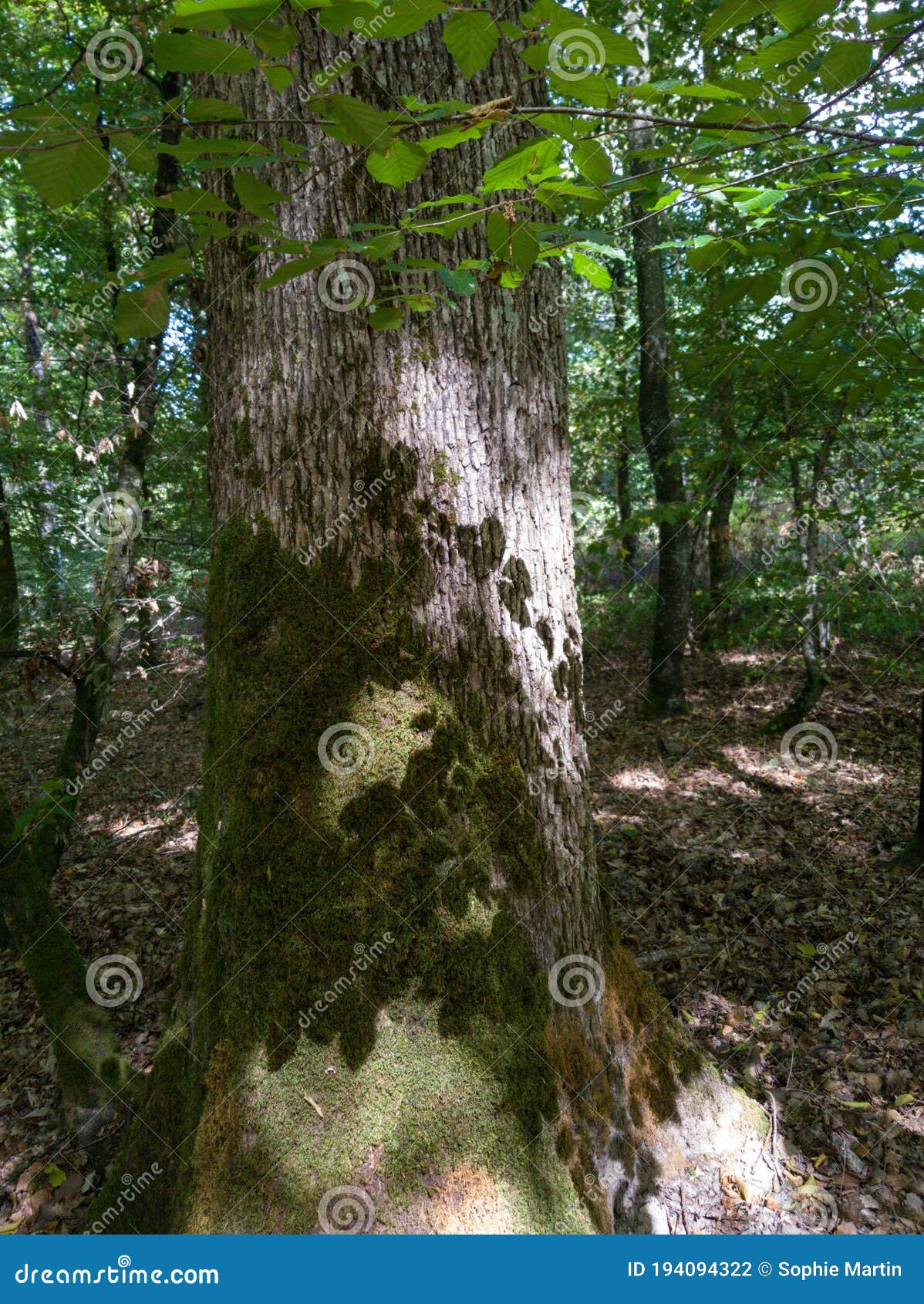 Shadow and tree stock photo. Image of woodland, tree - 194094322