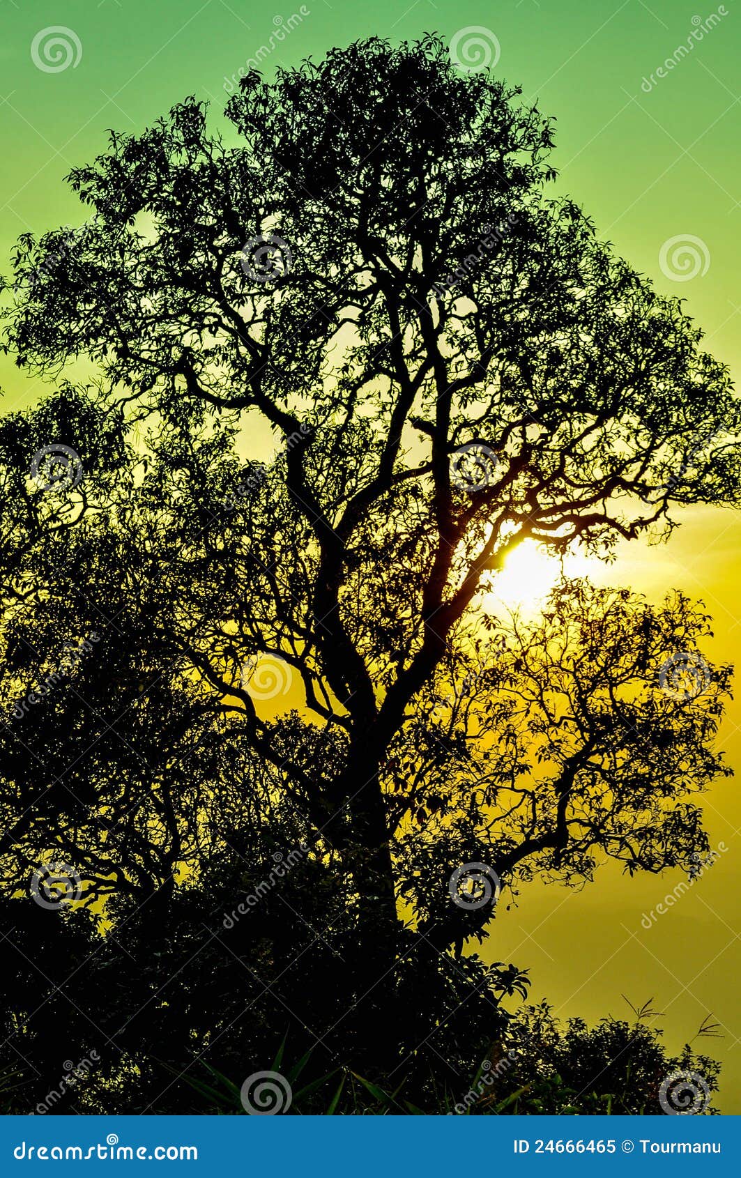 Shadow tree stock image. Image of sunlight, nature, landscape - 24666465