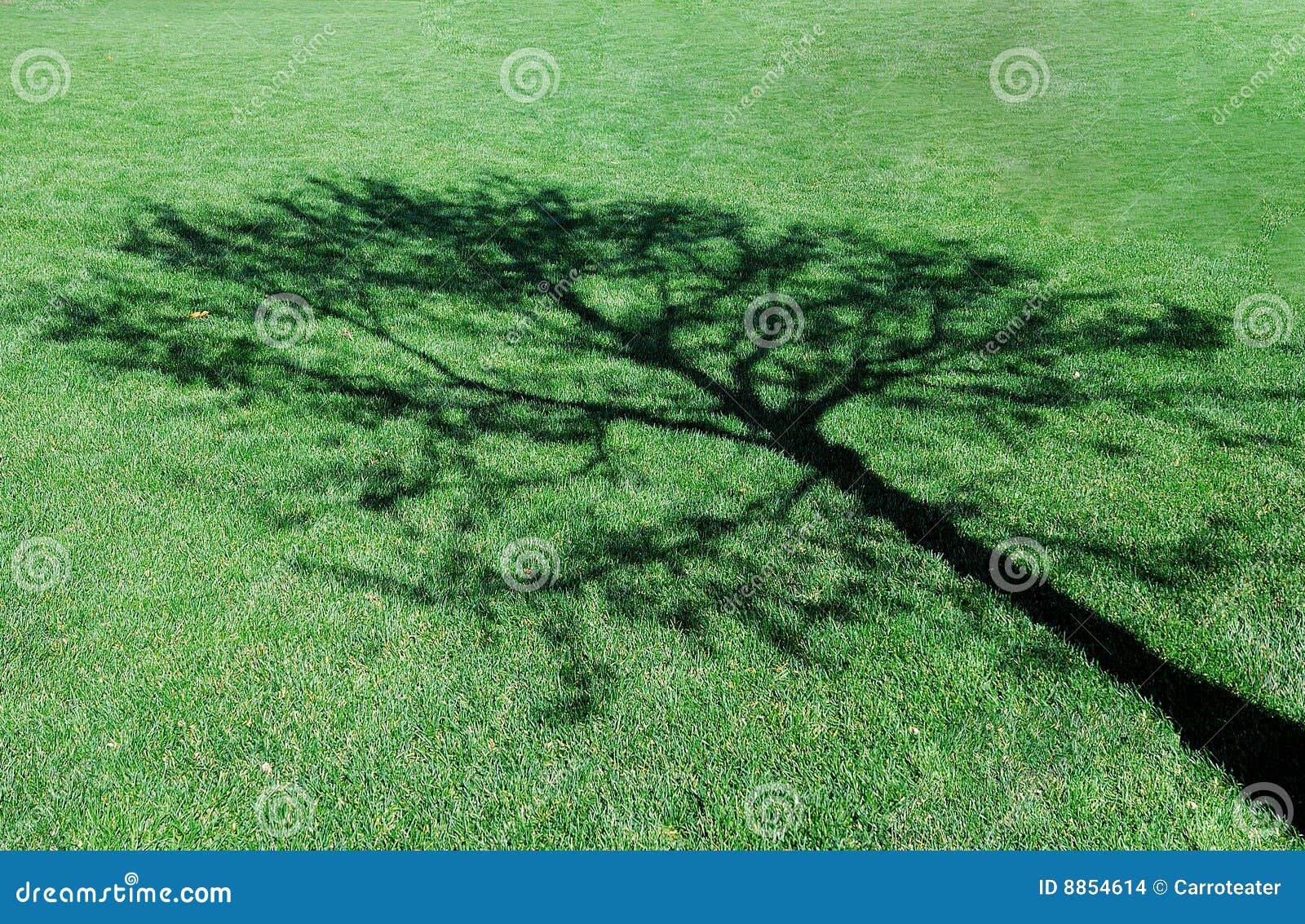 Shadow Of The Tree Stock Images - Image: 8854614