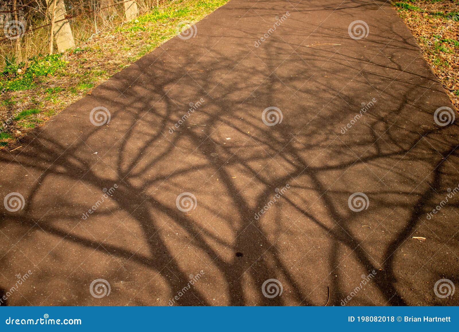 The Shadow of a Tree Being Cast on Blacktop Pavement Stock Photo ...