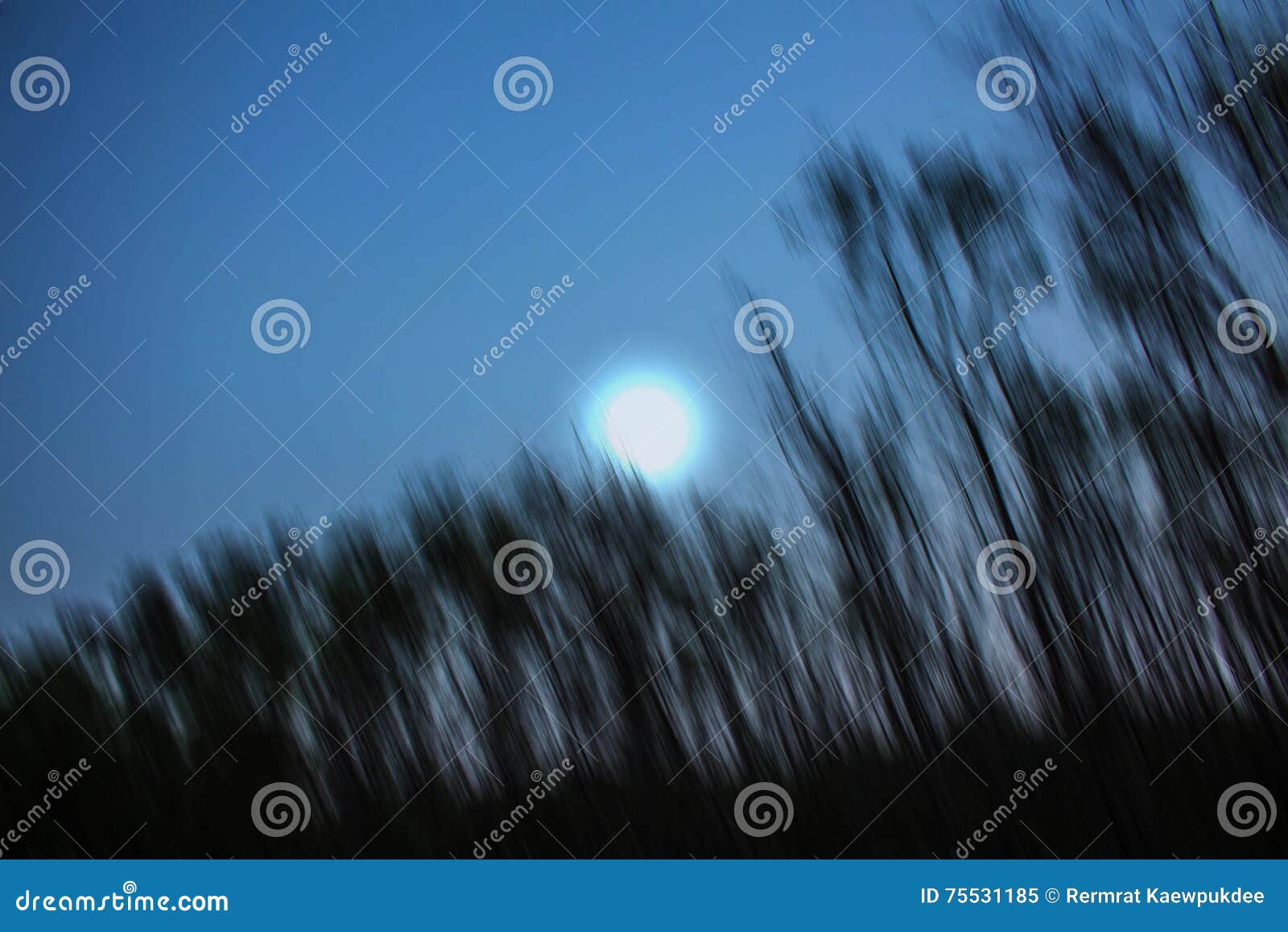 The shadow of a tree stock image. Image of morning, night - 75531185