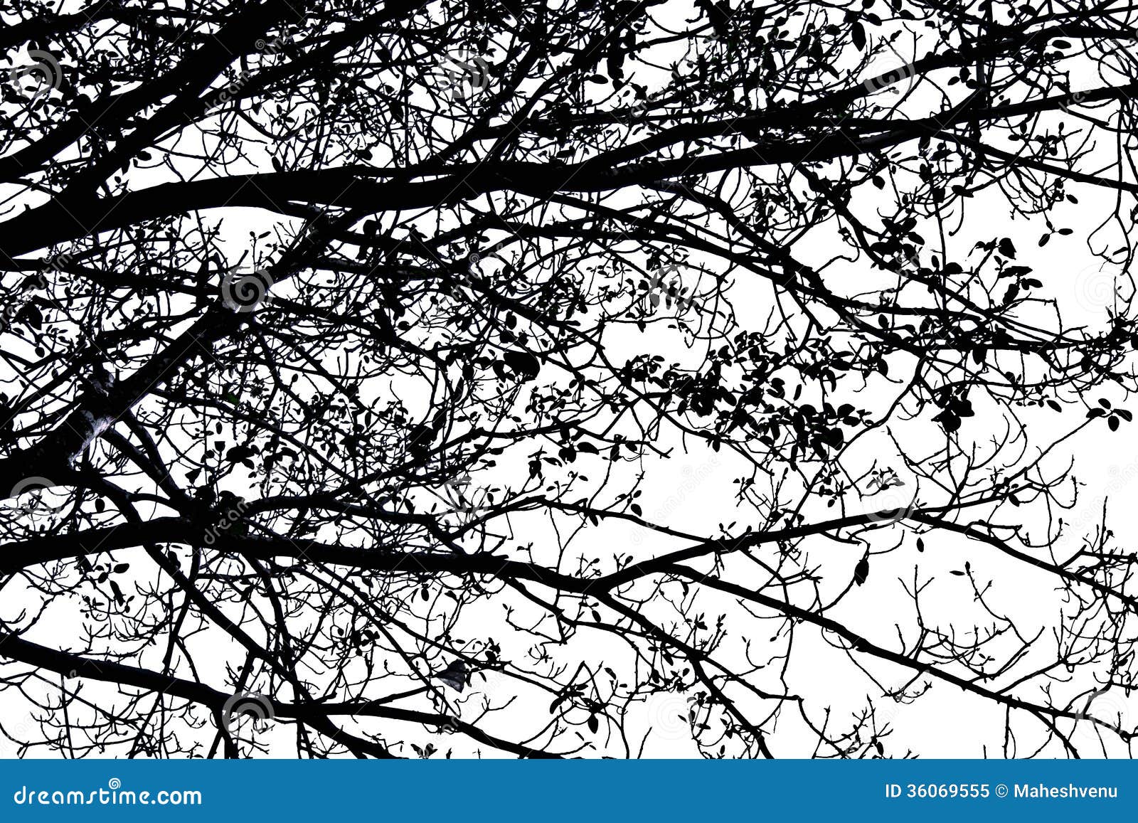 Shadow of tree branch stock image. Image of leaf, tree - 36069555