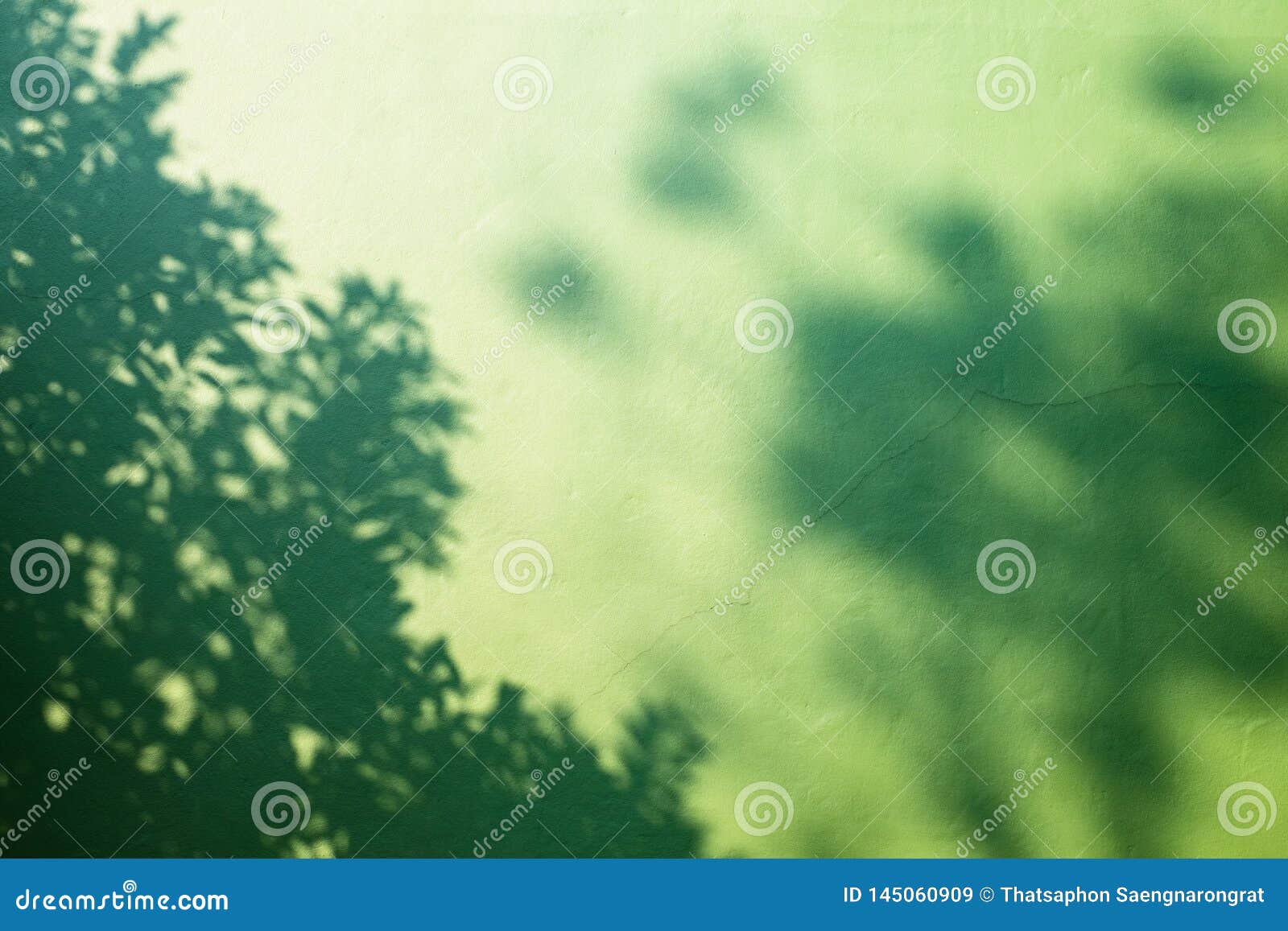 Shadow of Tree Branch on Green Wall Background Stock Image - Image of ...