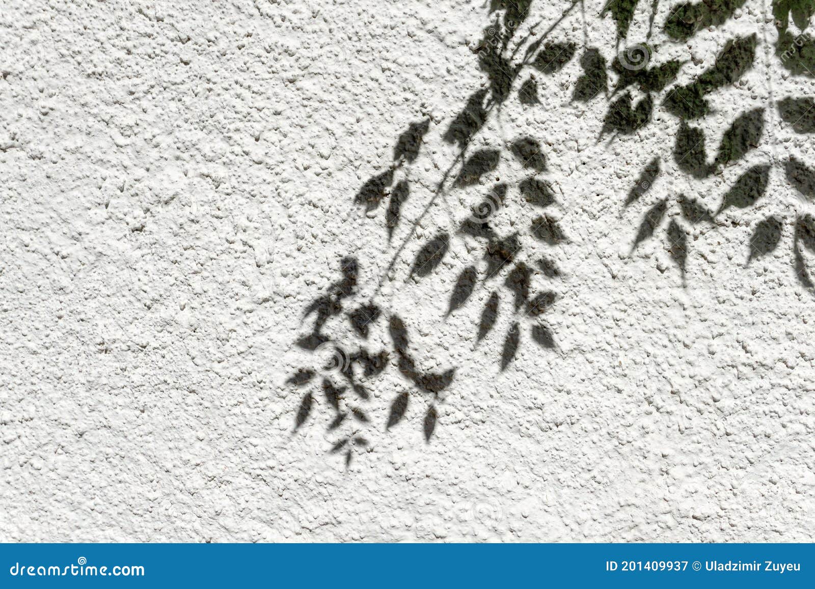 Shadow of a Tree Branch with Leaves on the Background of a Light White ...