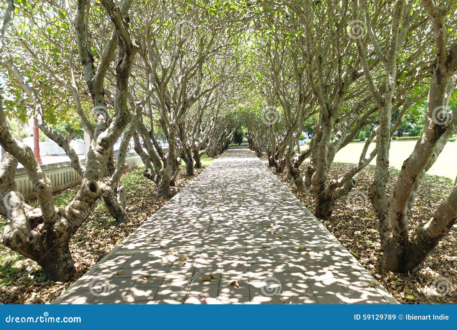 Shadow of tree branch stock image. Image of footpath - 59129789