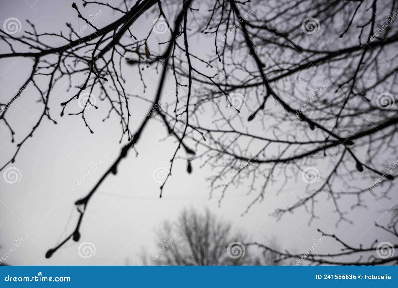 Shadow tree branches stock photo. Image of natural, allegory - 241586836