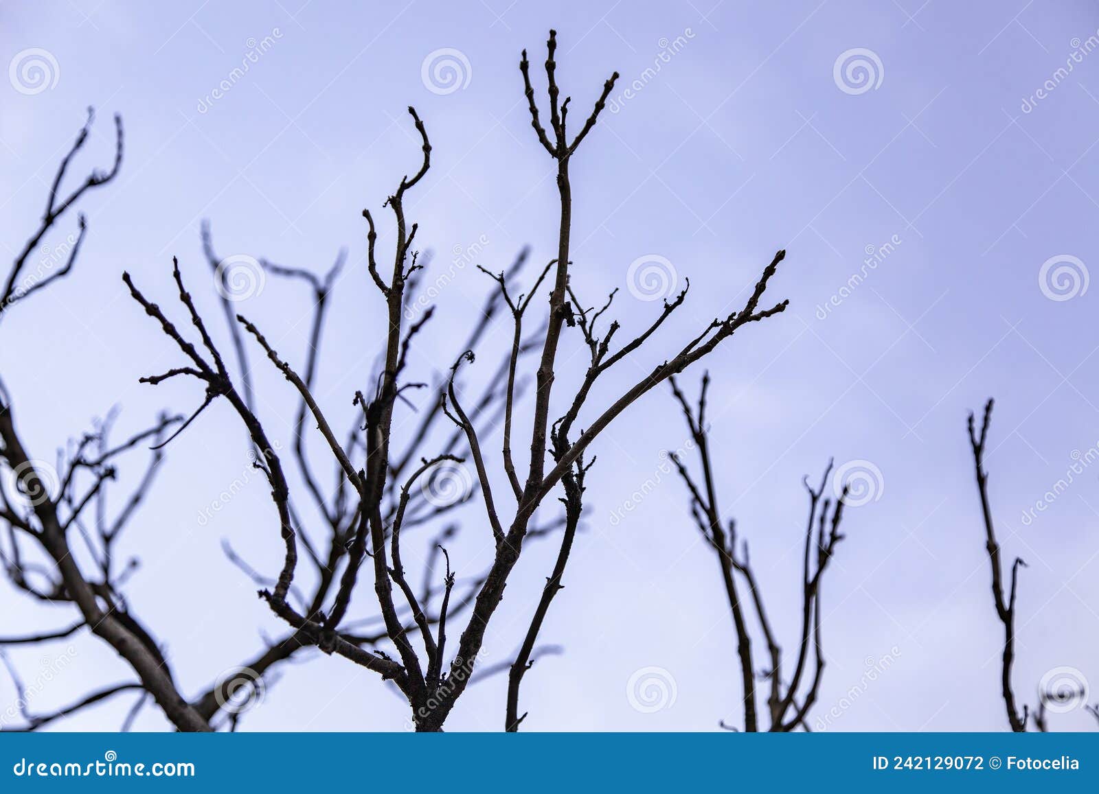 Shadow tree branches stock photo. Image of shadow, tree - 242129072