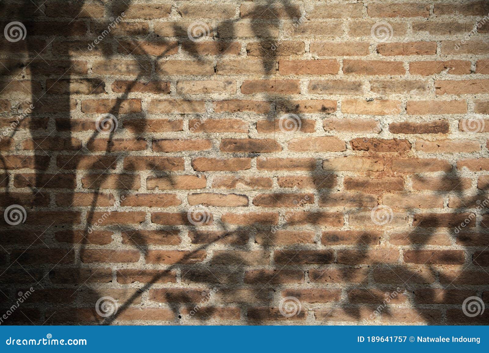 The Shadow of Tree on the Brick Wall Background Stock Image - Image of ...
