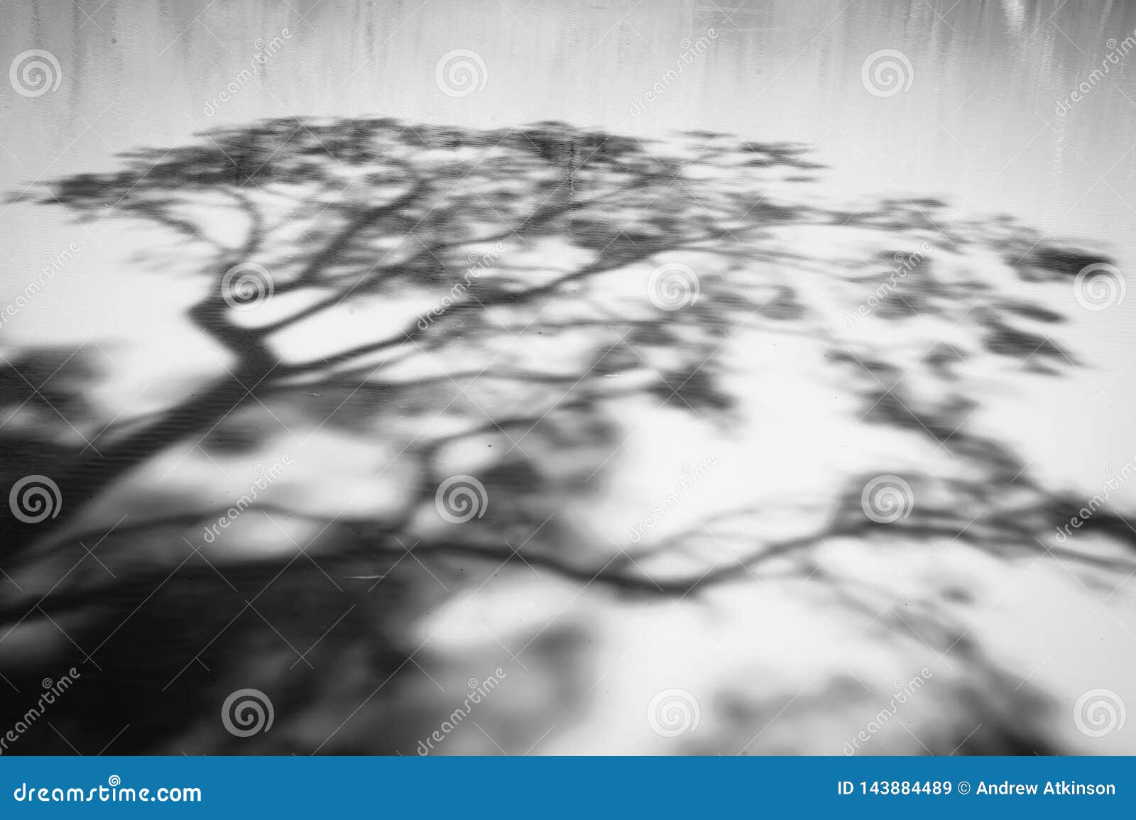 The Shadow Of A Tree Being Cast On Blacktop Pavement Royalty-Free Stock ...