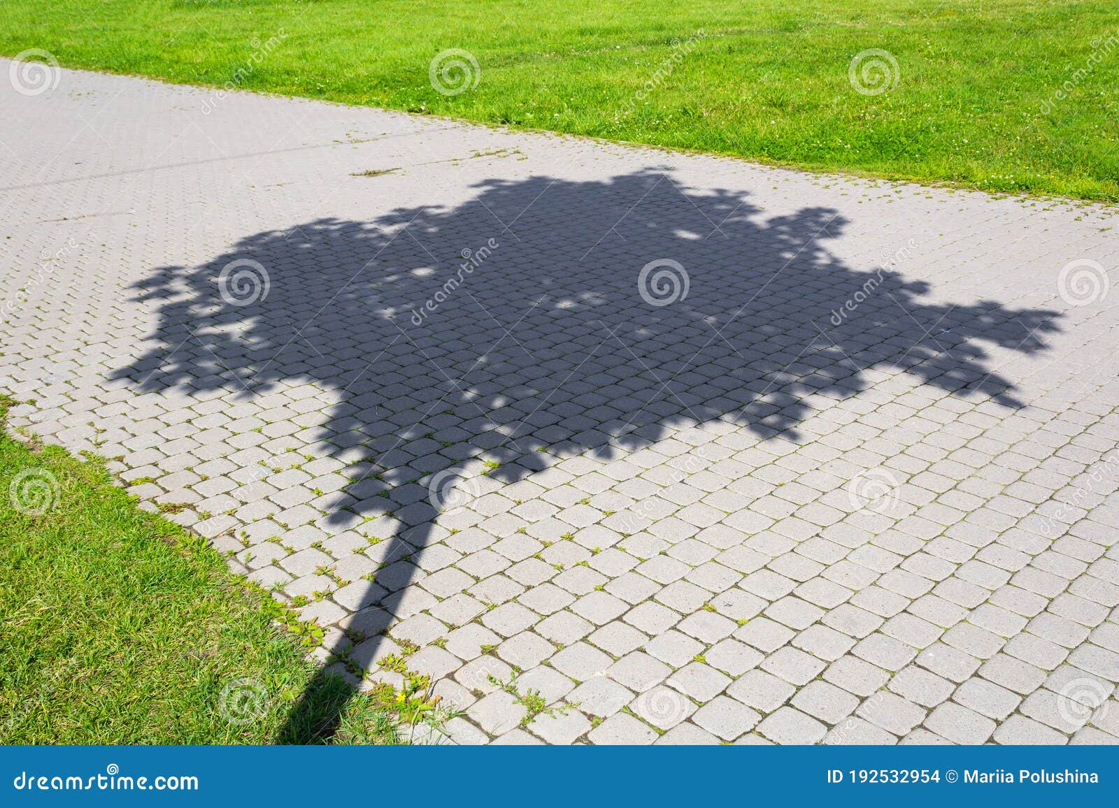 Shadow of Tree on Cobbled Sidewalk between a Green Grass Lawns Stock ...