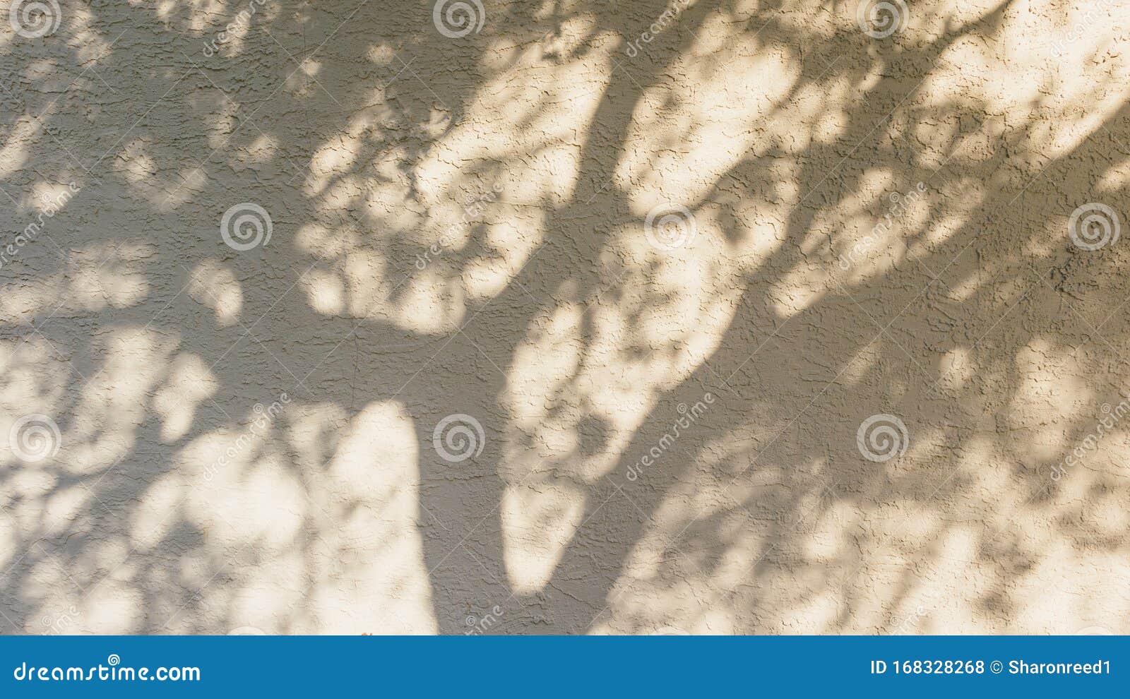 Shadow of Tree on Concrete Wall Background Texture Stock Photo - Image ...