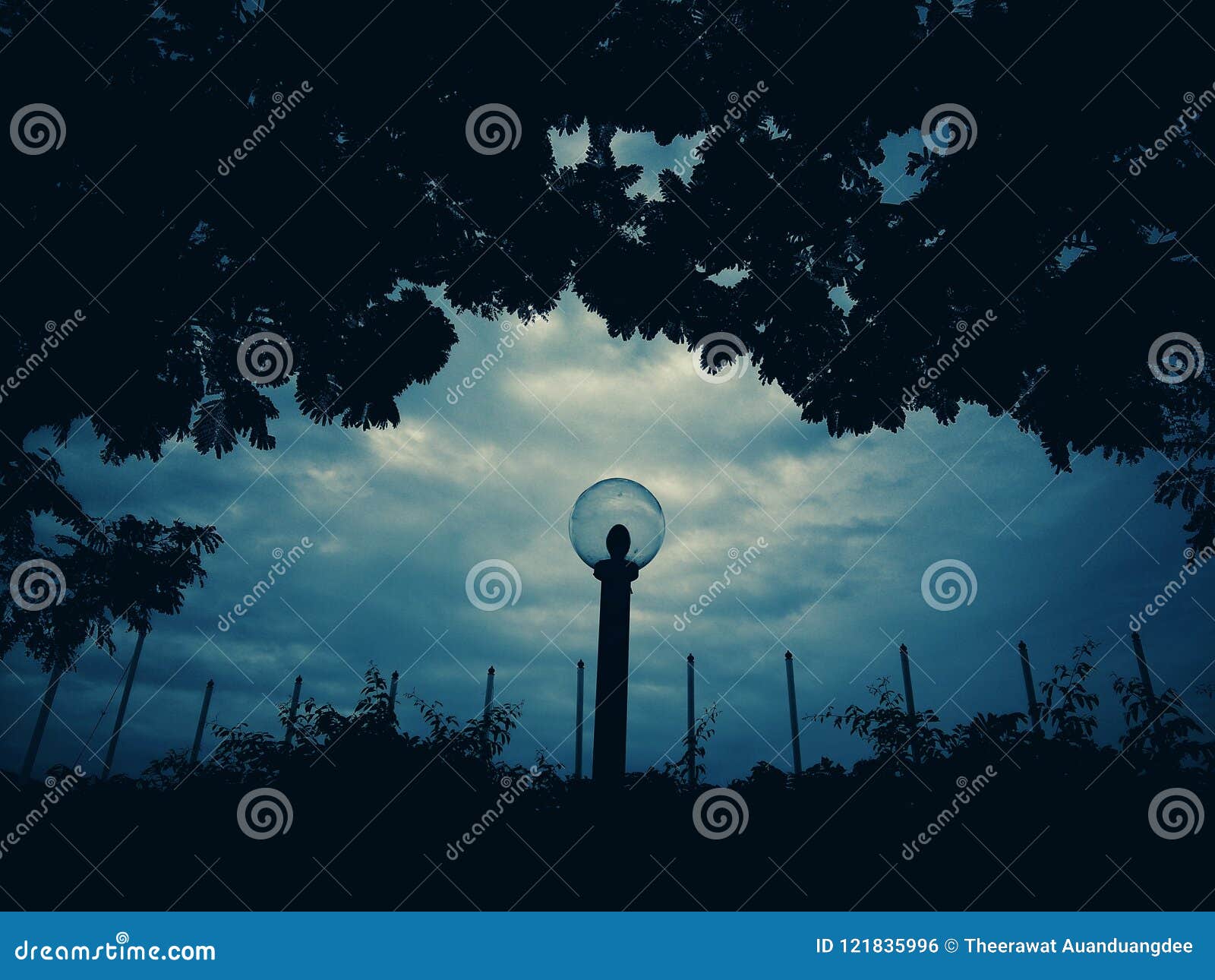 Shadow of the Tree in the Evening Stock Photo - Image of nature, night ...